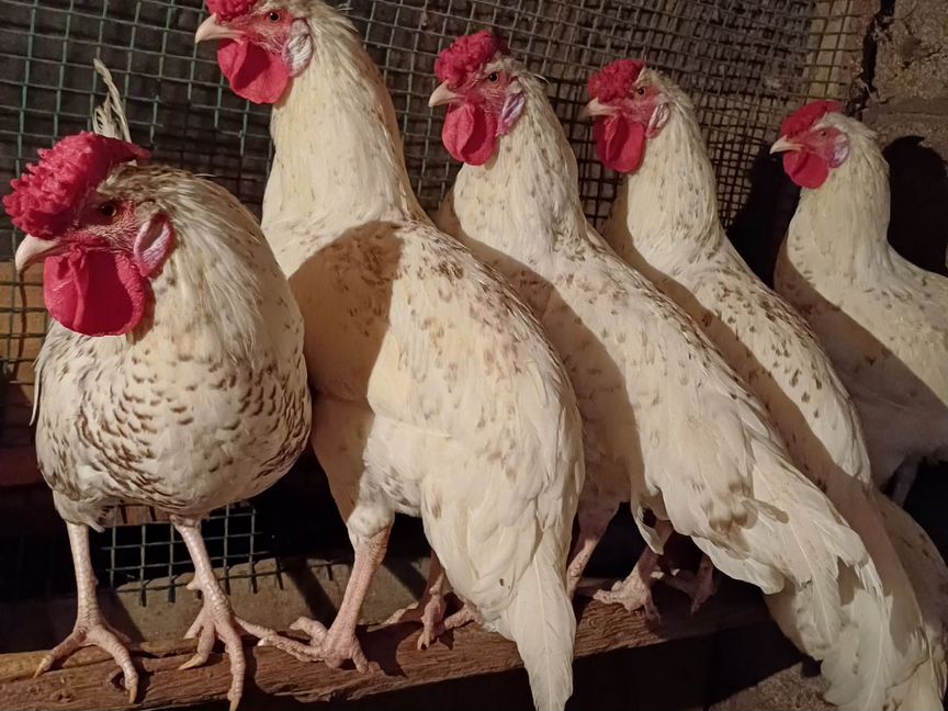 Молодые петушки 6 месяцев