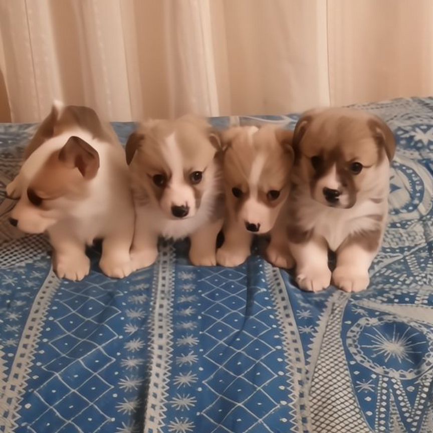 Вельш Корги Пемброк, щенок