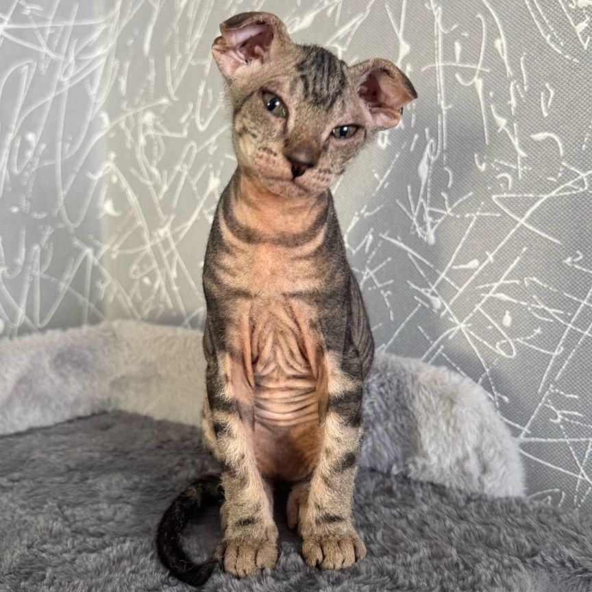 Донской сфинкс котёнок