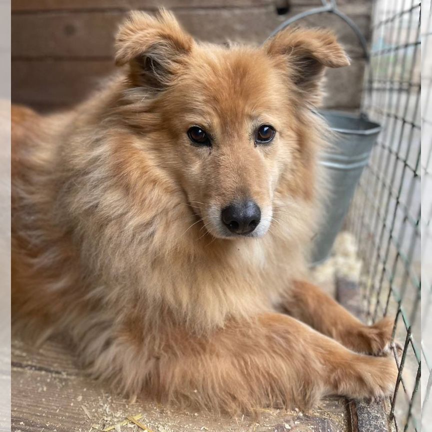 Атос ищет дом