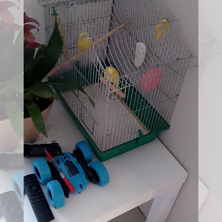 Попугай неразлучник с клеткой