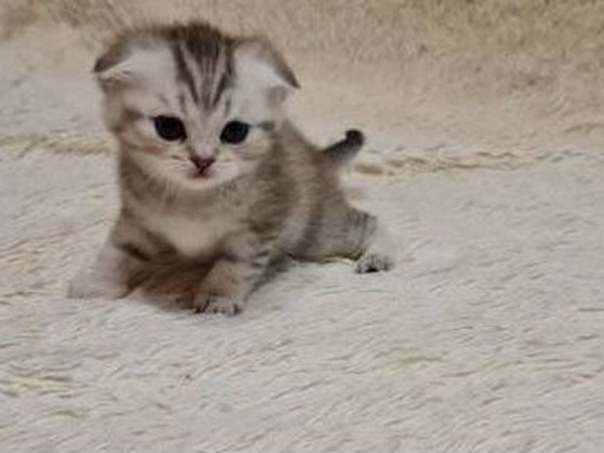 Серебристые котята (мраморные)