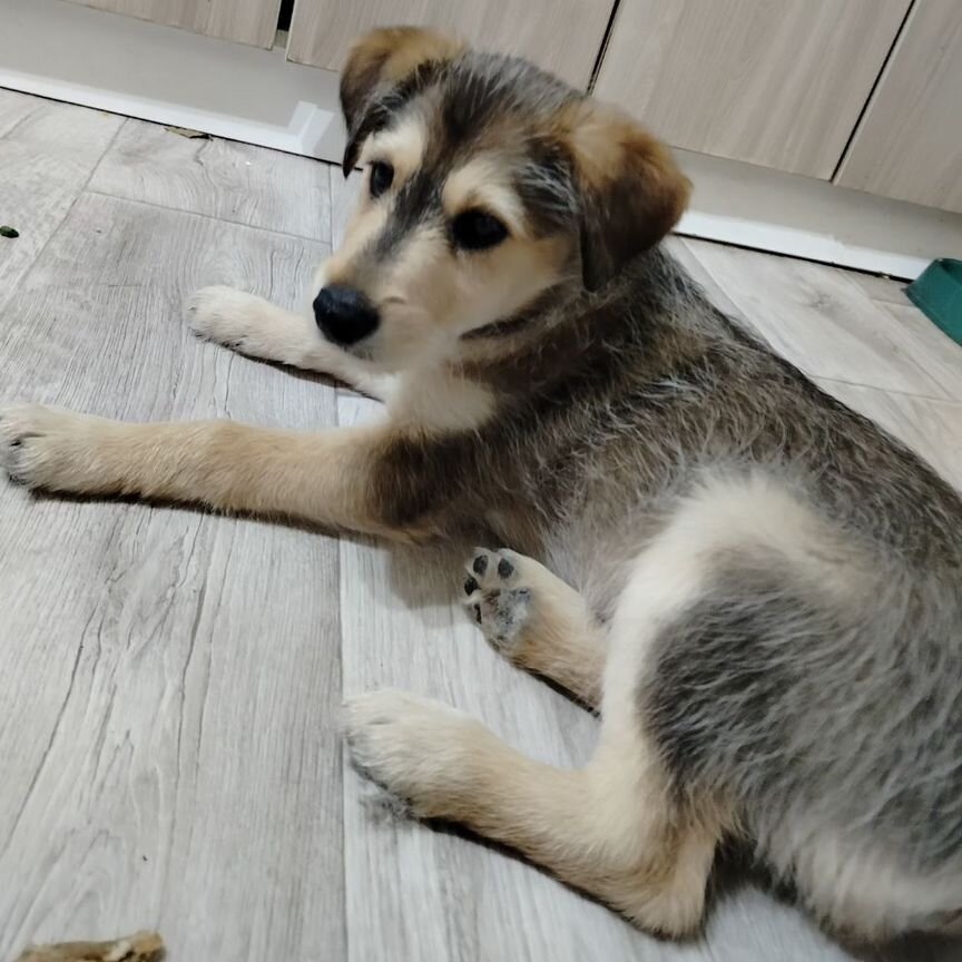 Собака щенок