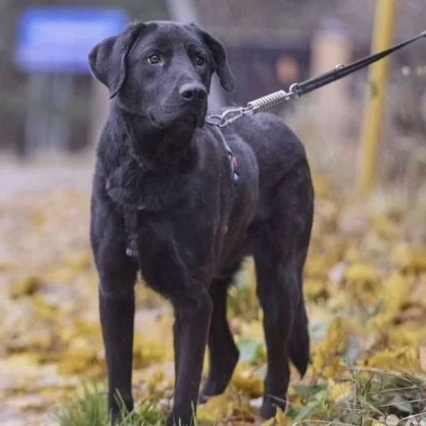 Лабрадор-ретривер, взрослый пёс