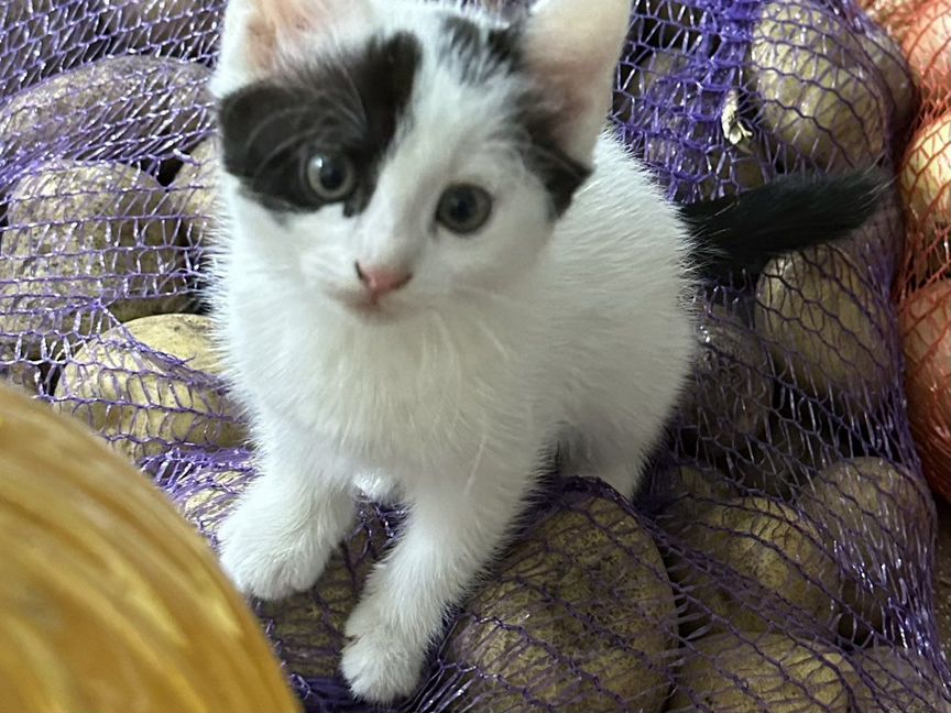 Котята бесплатно