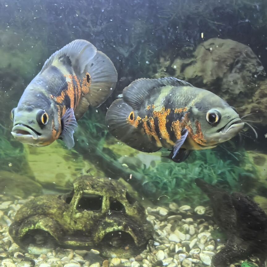 Астронотус