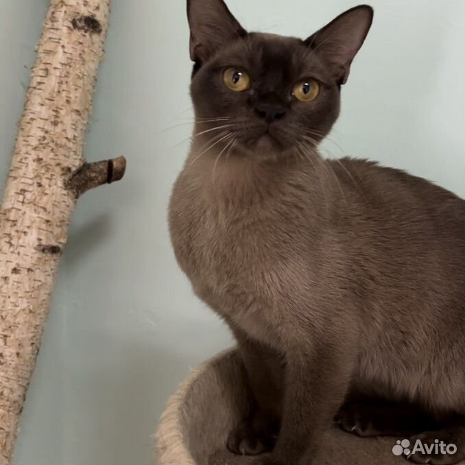 Бурманские кошечки Соболь и Шоколад