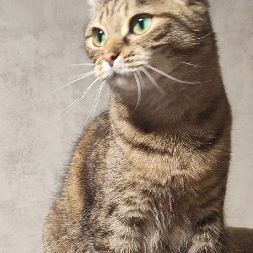 Серая кошечка