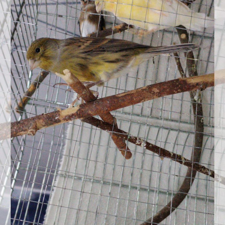 Молодой кенар