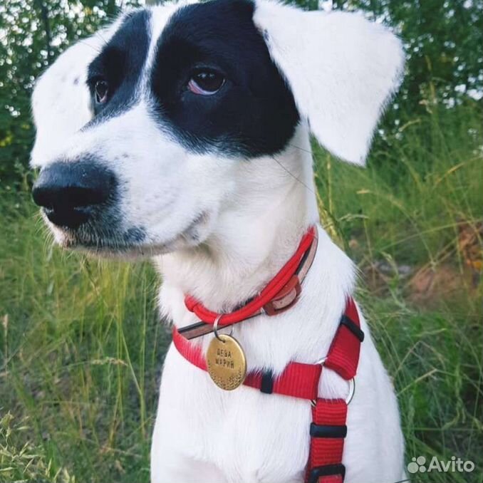 Потрясающе красивая собака в маске. бесплатно