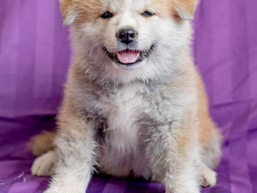 Акита ину щенки
