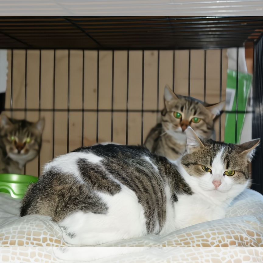 Взрослая, Девочка кошка в добрые руки