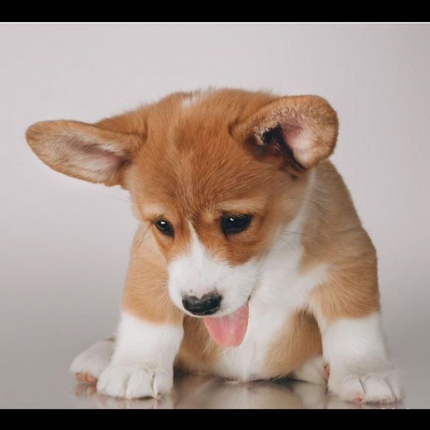 Умненькие Детки Вельш-Корги Пемброк