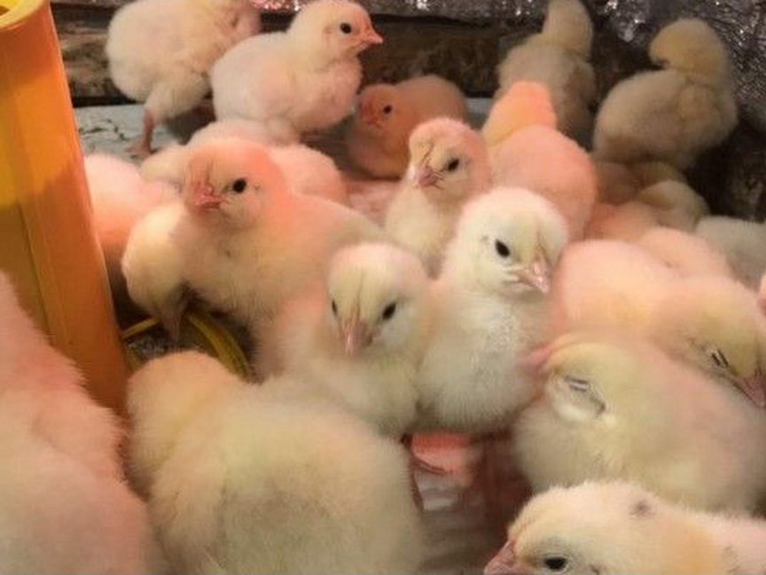 Суточная птица из инкубатория в Таганроге