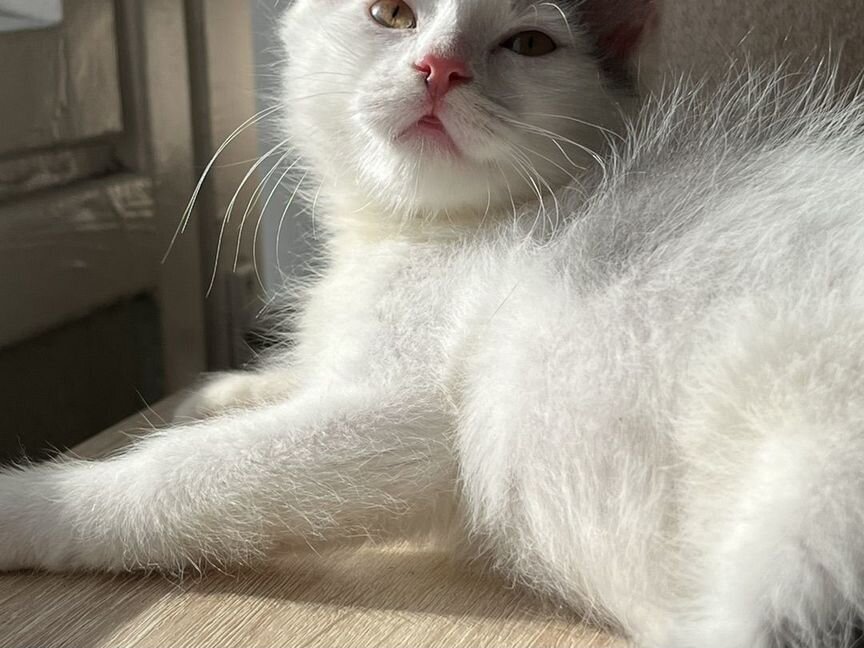 Котенок белый ласковый пушистый