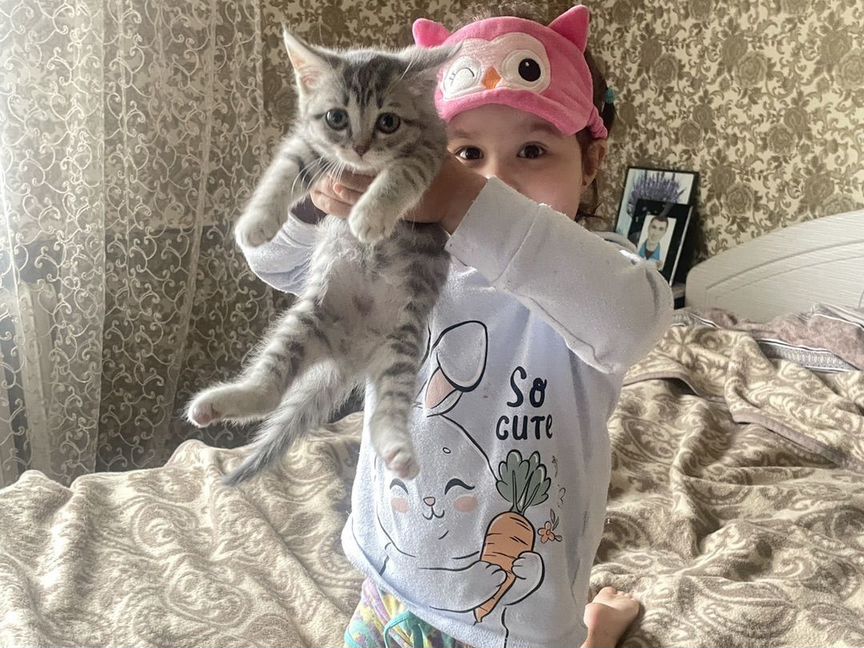 Кошечка ласковая, ухоженная 2 мес