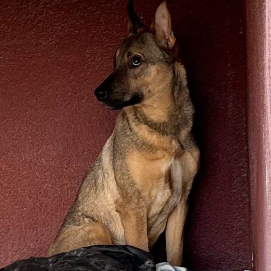 Щенок в добрые руки бесплатно