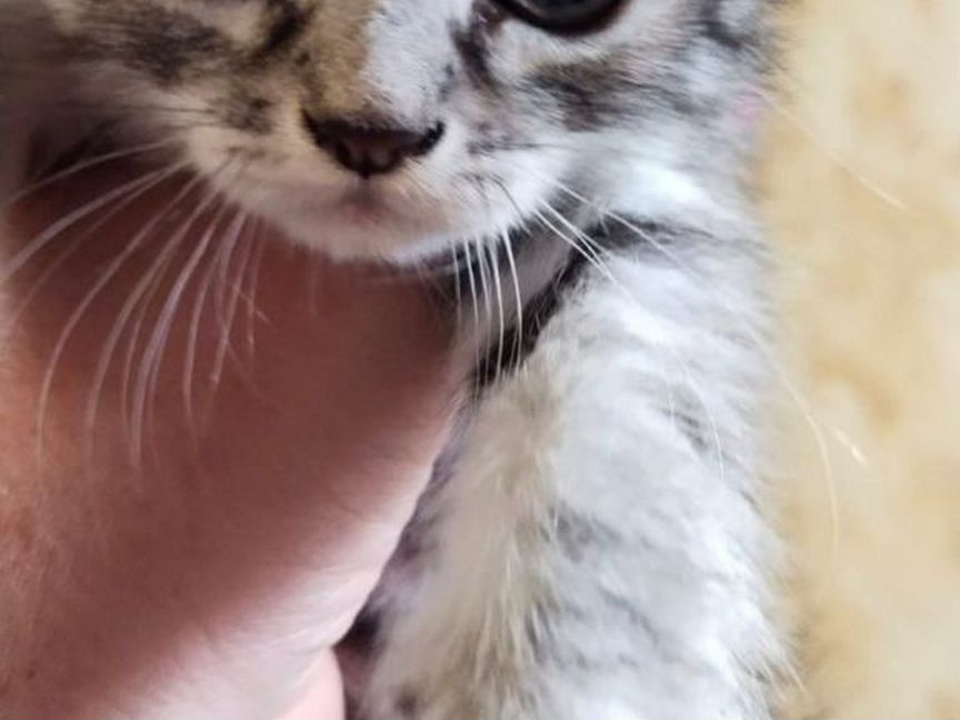 Шотландская