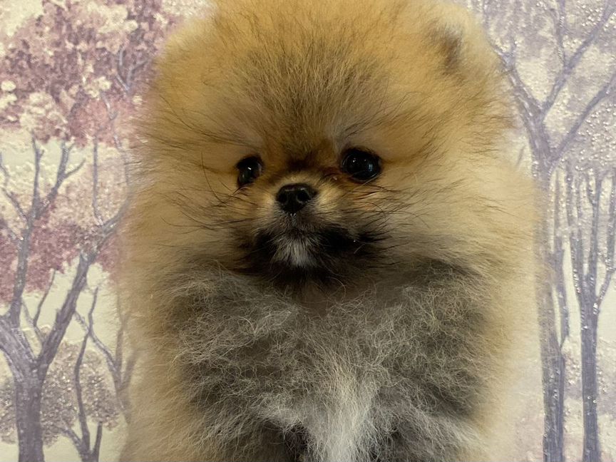 Померанский шпиц