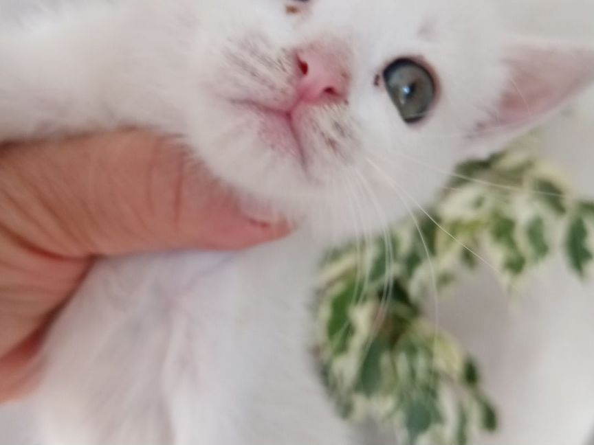 Котенок