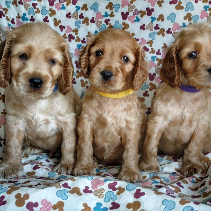 Английский кокер спаниель