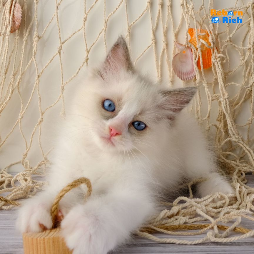 Рэгдолл (ragdoll) девочка от домашнего питомника