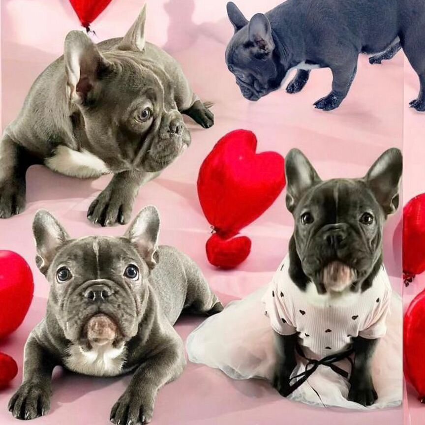 Голубая красоточка французская девочка