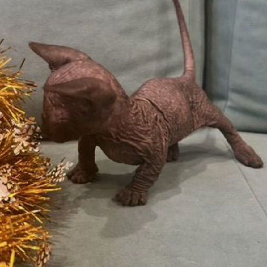 Котята сфинкс бамбино