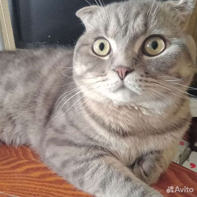 Вислоухий шотландец отдам бесплатно