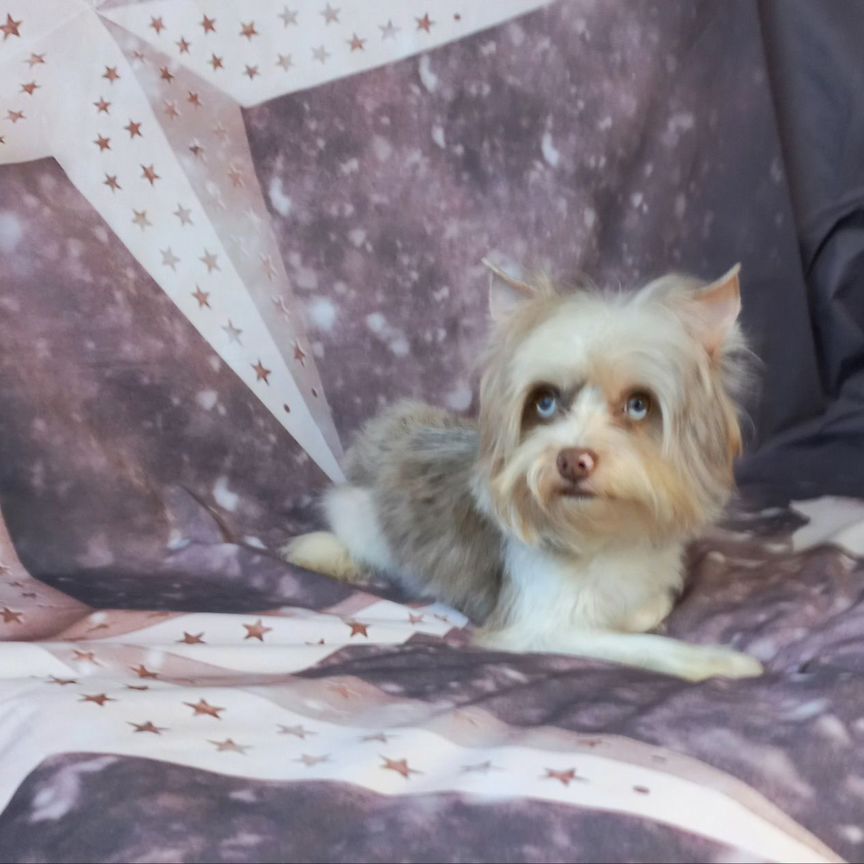 Бивер-йоркширский терьер, щенок