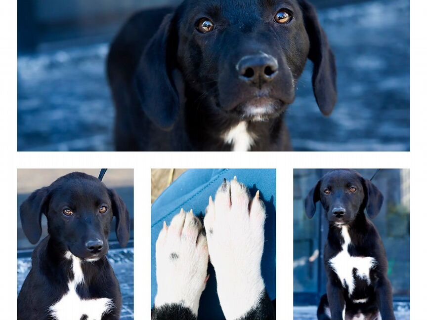 Щенки ищут дом