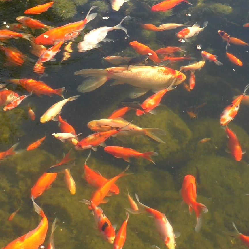 Карась цветной декоративный (китайский)