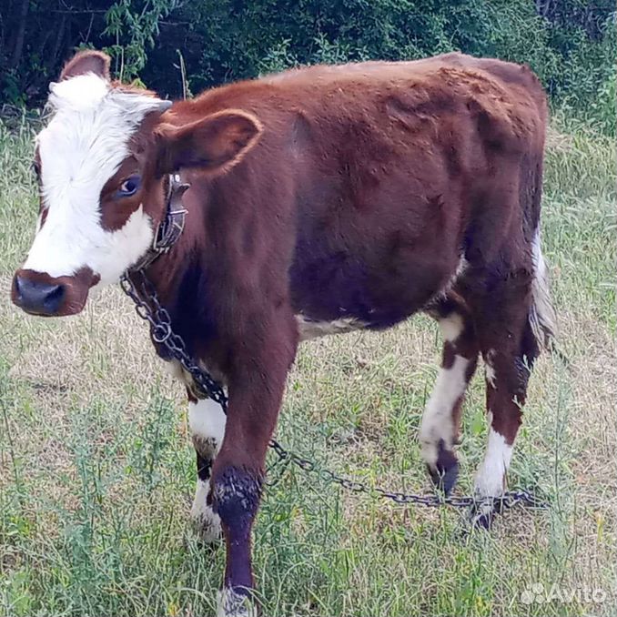 Телка 9 месяцев