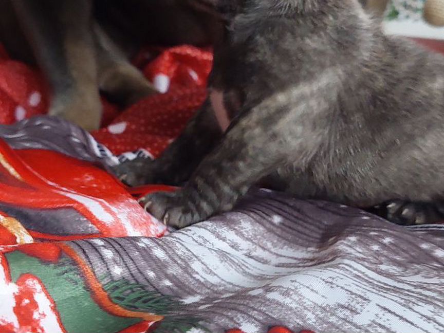 Французский бульдог