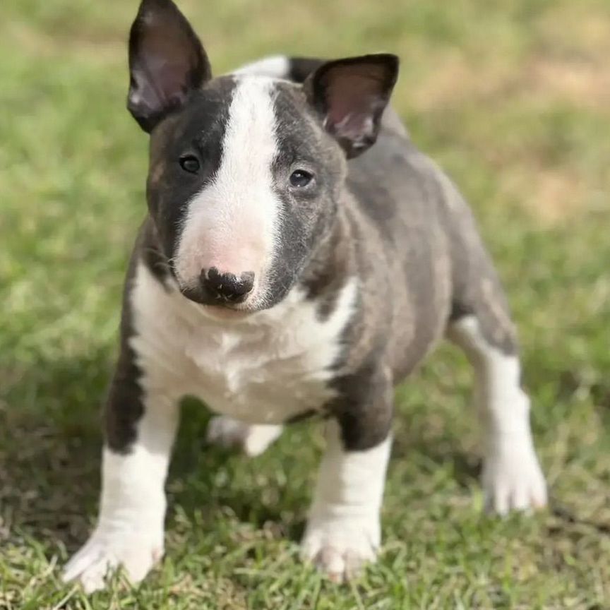 Мини-бультерьер, щенок