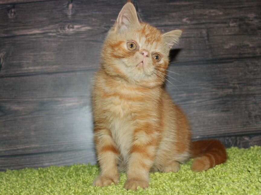 Экзотический короткошерстный котенок