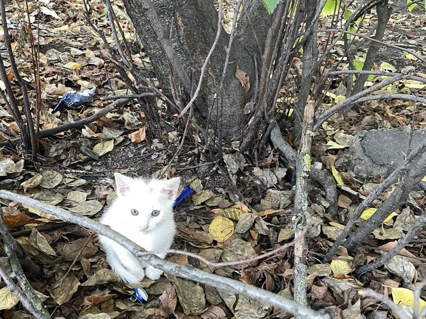 Котенок пропадает на улице