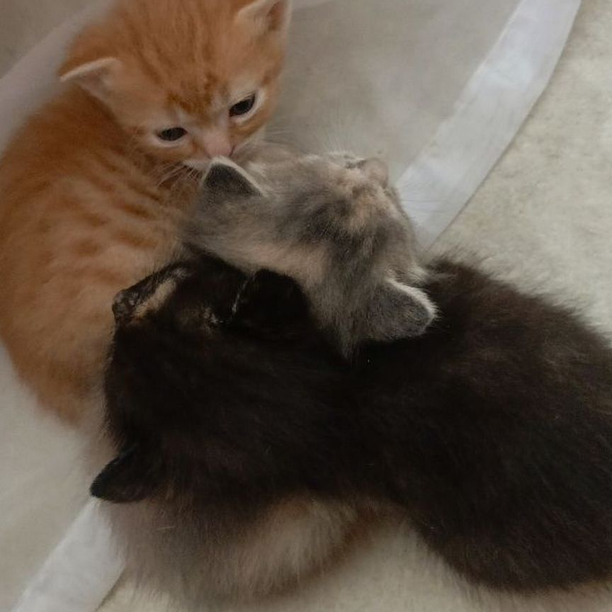Котята в добрые руки