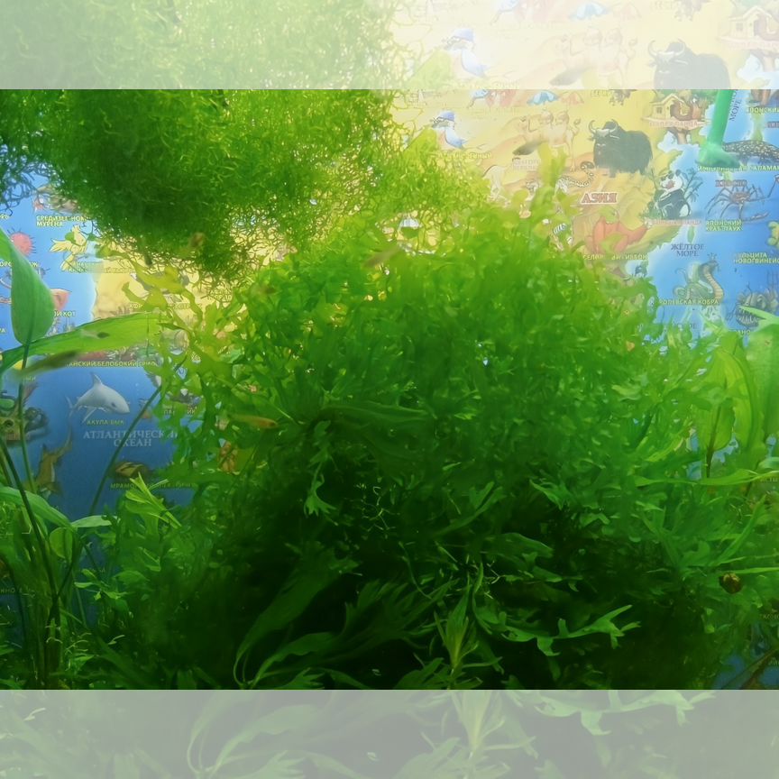 Трава аквариумная обмен