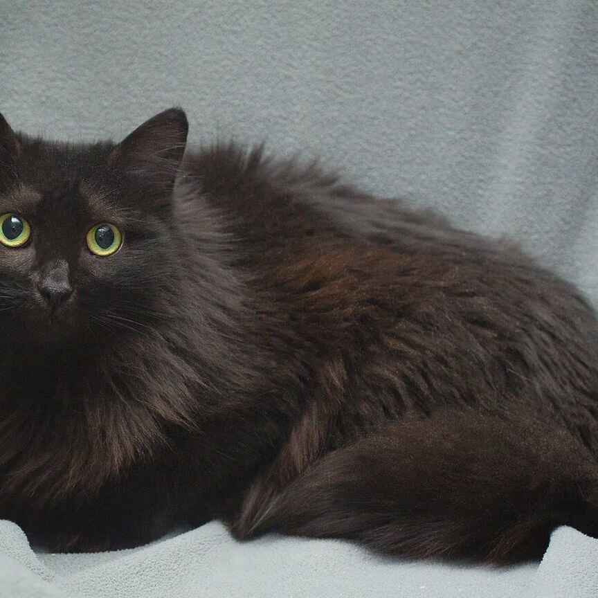 Красивая кошечка в семью