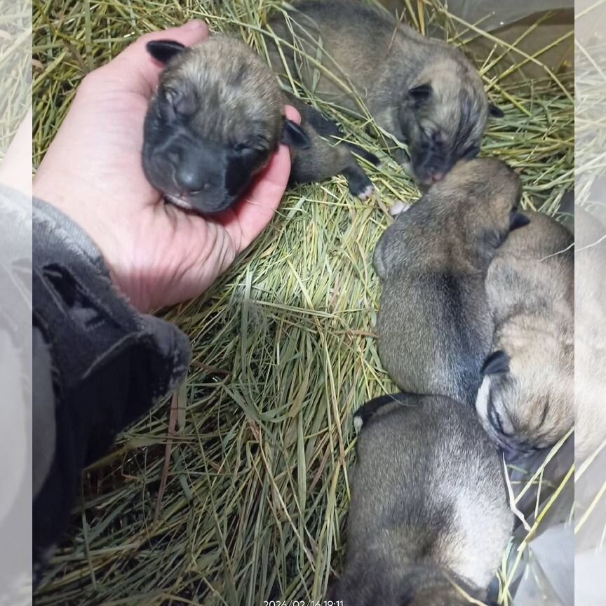 Щенок в добрые руки