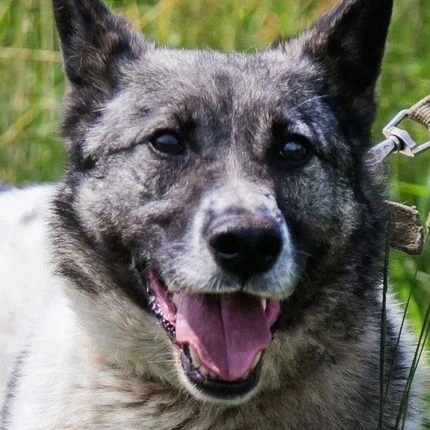 Взрослый пёс в добрые руки