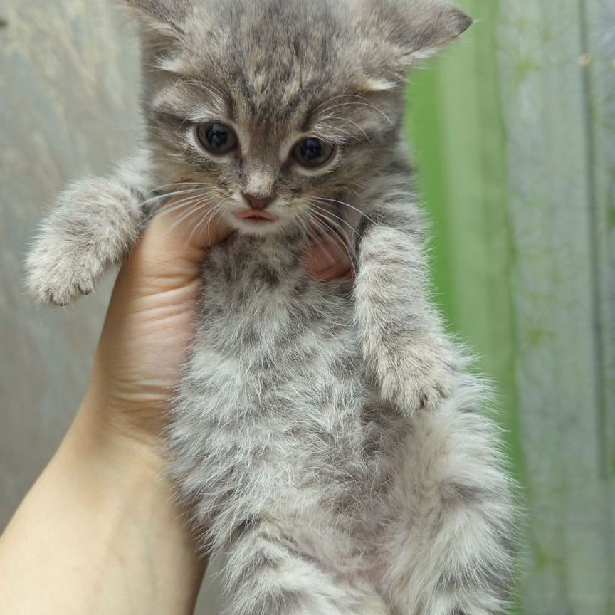 Отдам в добрые руки маленькую девочку