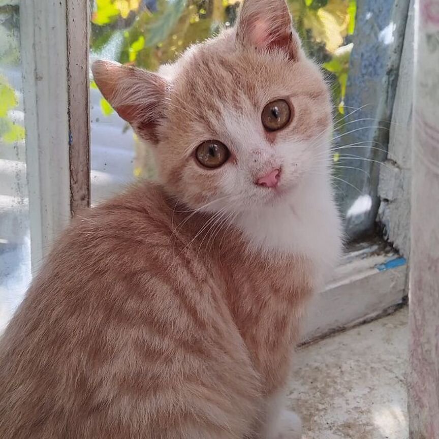 Котенок в добрые руки