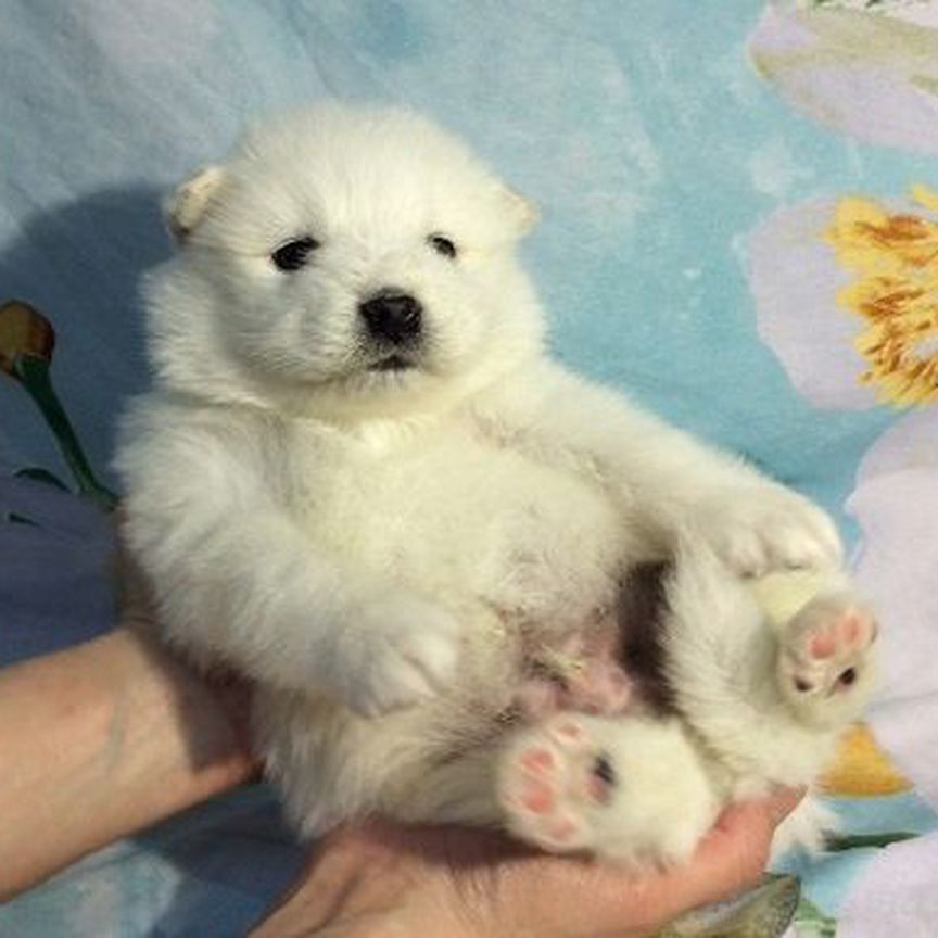 Красавцы белоснежные мишки