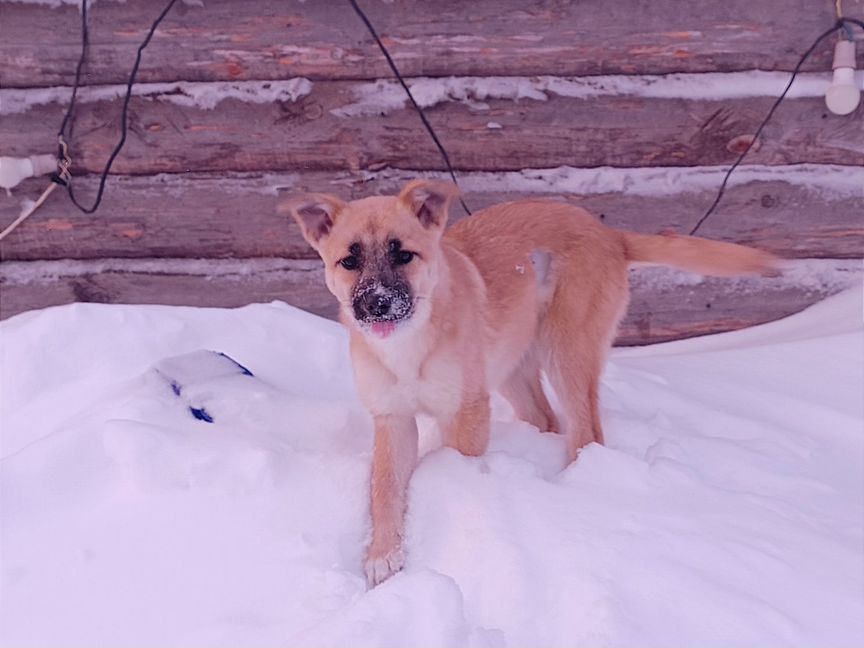 Щенок Вега ищет дом