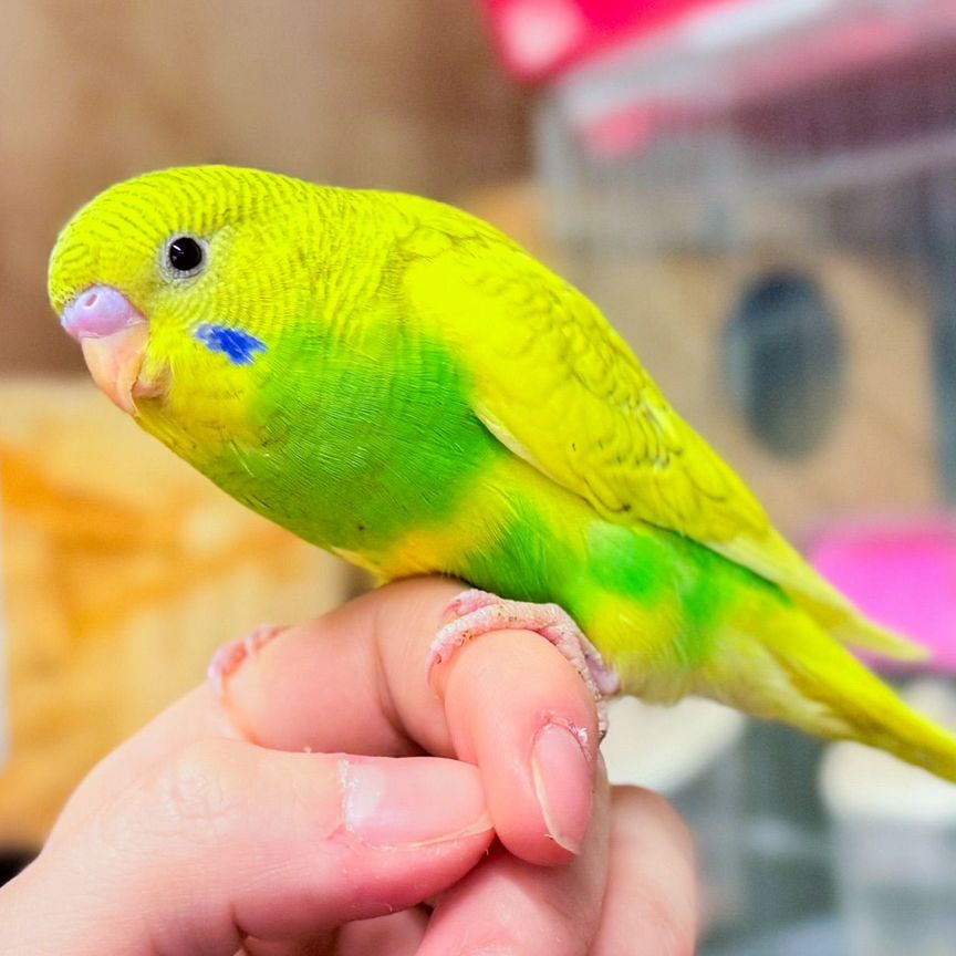 Попугай Волнистый Корелла Какарик