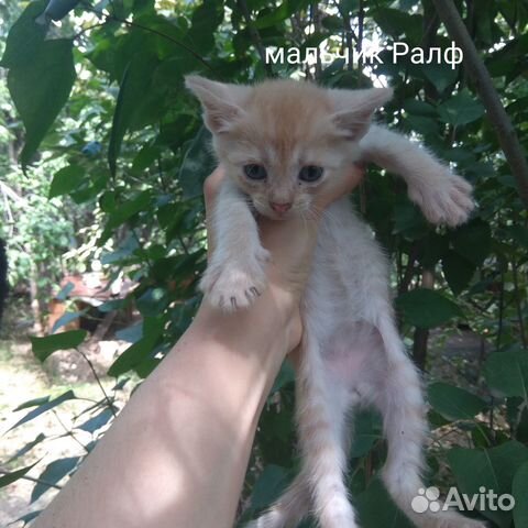 Котята в добрые руки