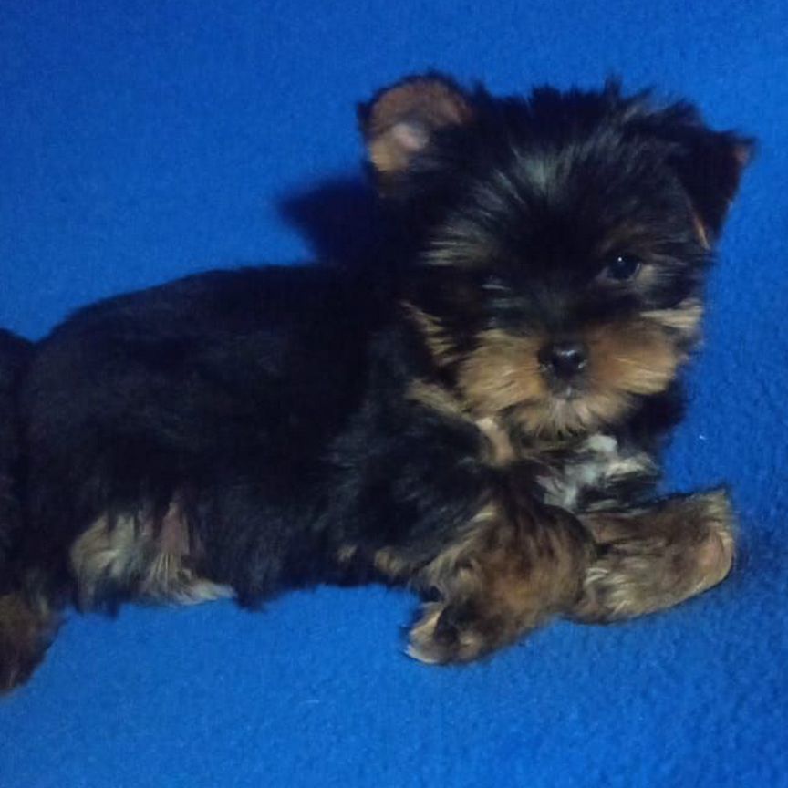 Йоркширский терьер беби фейс