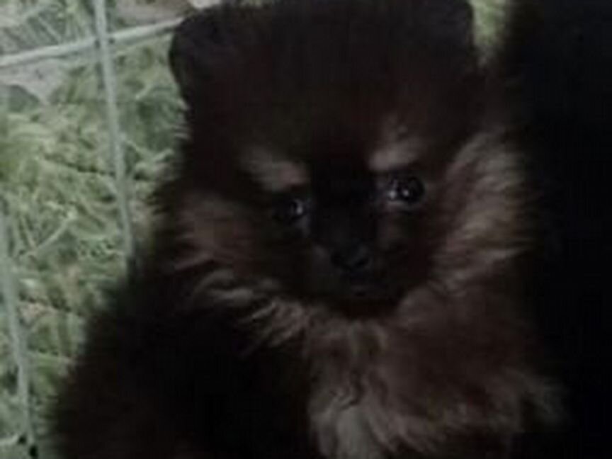 Померанский шпиц мини